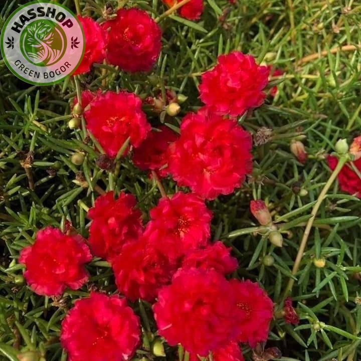 Jual Bunga krokot/mossrose warna MERAH MARUN/merah chery/Dan Putih ...