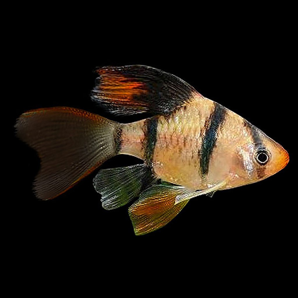 Jual Sumatra Tiger Slayer / Tiger Barb Slayer / Ikan Hias Aquascape ...