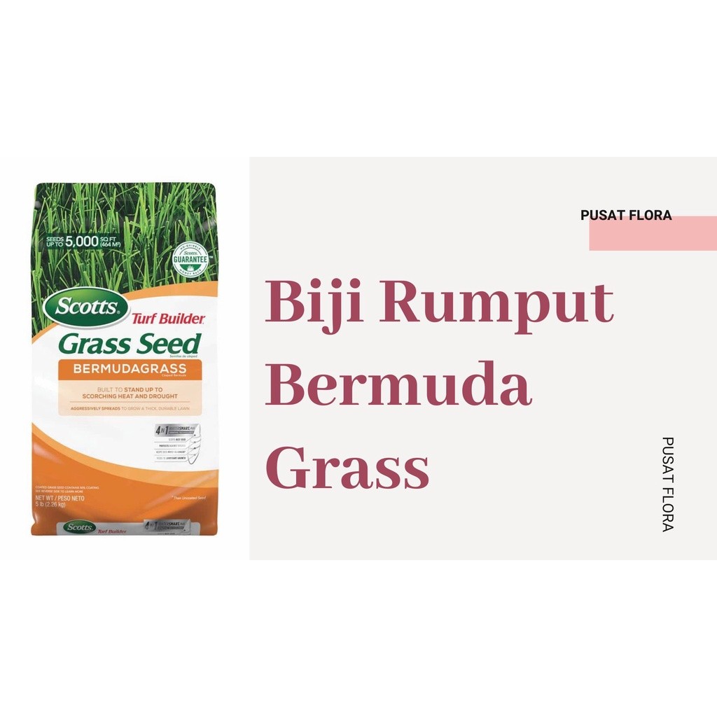 Jual PROMO 50 GRAM Biji rumput jepang - benih rumput jepang - bibit ...