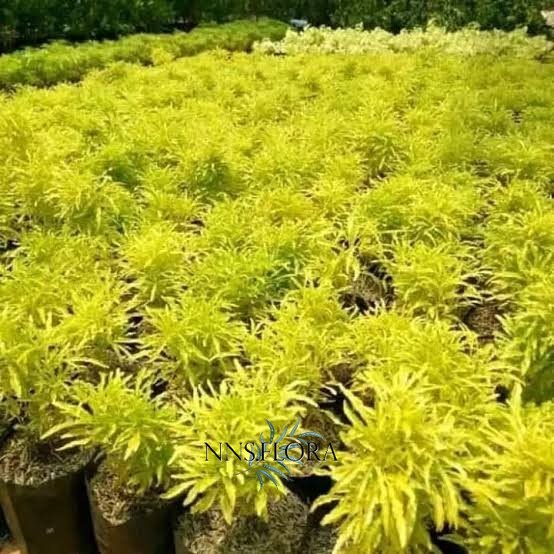 Jual tanaman hias brokoli kuning | Shopee Indonesia