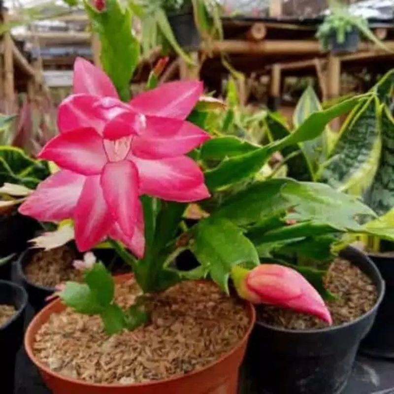 Jual Tanaman Hias Bunga Wijaya Kusuma Kepiting Bunga Merah - Tanaman ...