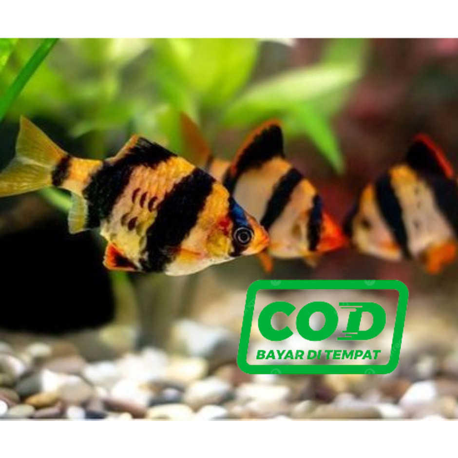 Jual SUMATRA TIGER BARB DEKORASI AKUARIUM HIASAN AQUARIUM AKSESORIS ...