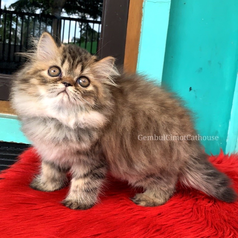 Jual Kucing Persia Flatnose Super Kitten Betina | Shopee Indonesia
