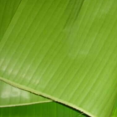 Jual New Promo Daun pisang segar 1kg - daun pilihan fresh COD | Shopee ...