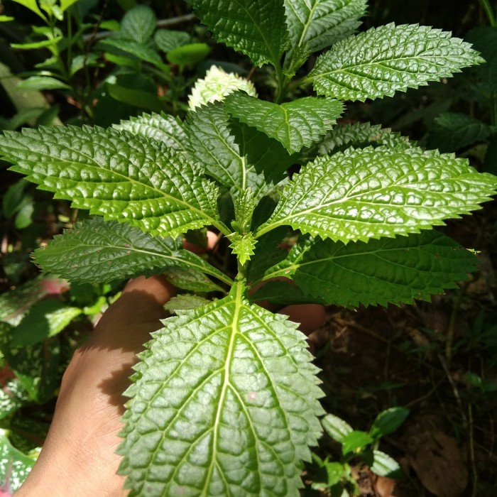 Jual Daun pecut kuda atau jarong/daun herbal | Shopee Indonesia