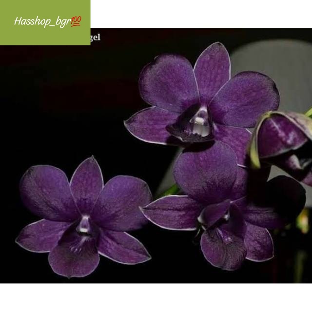 Jual Promo !!! Anggrek Dendrobium Blue Angel (Plant Mini) | Shopee ...