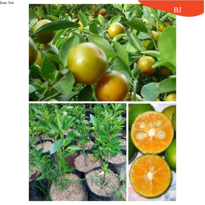 Jual Bibit jeruk kasturi - lemon cui jeruk peras #bj | Shopee Indonesia
