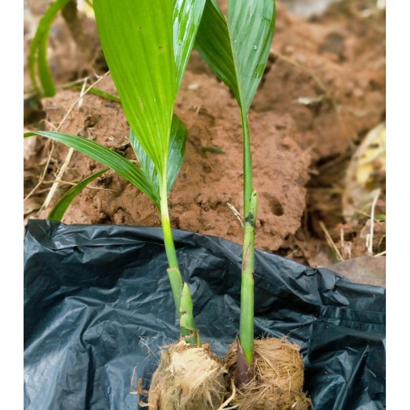 Jual Bibit Pohon Pinang / Pohon Jambe Wangi / Pinang Wangi | Shopee ...