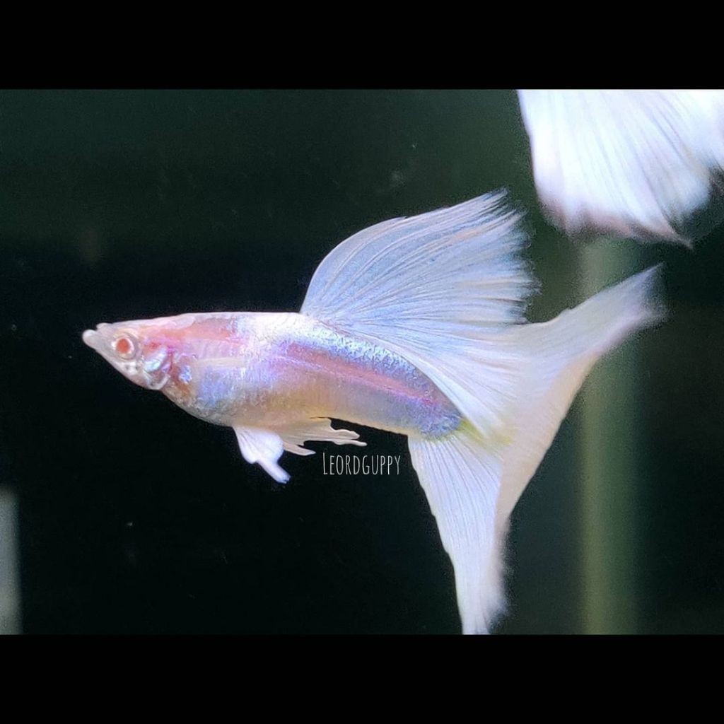 Jual free pakan afp albino full platinum gupi guppy sepasang BETTER ...