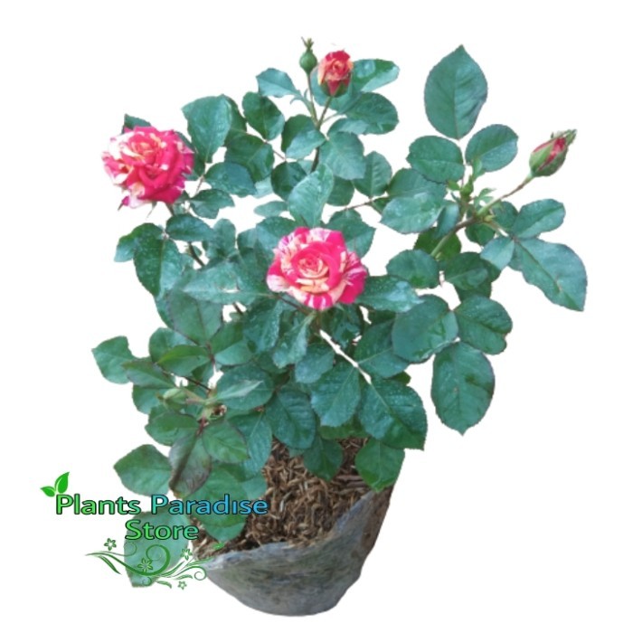 Jual Tanaman hias Bunga Mawar - Tanaman mawar berduri bunga mix ...