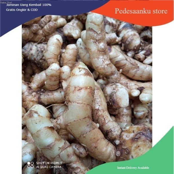 Jual temu putih/kunyit putih segar 1 kg | Shopee Indonesia