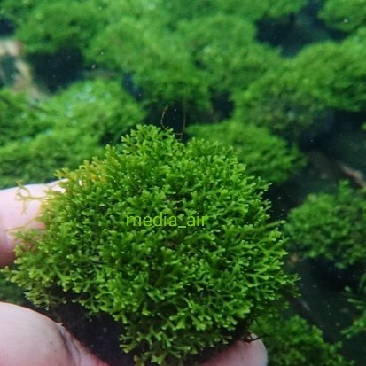 Jual Moss ricardia media wabikusa tanaman hias aquarium aquascape ...
