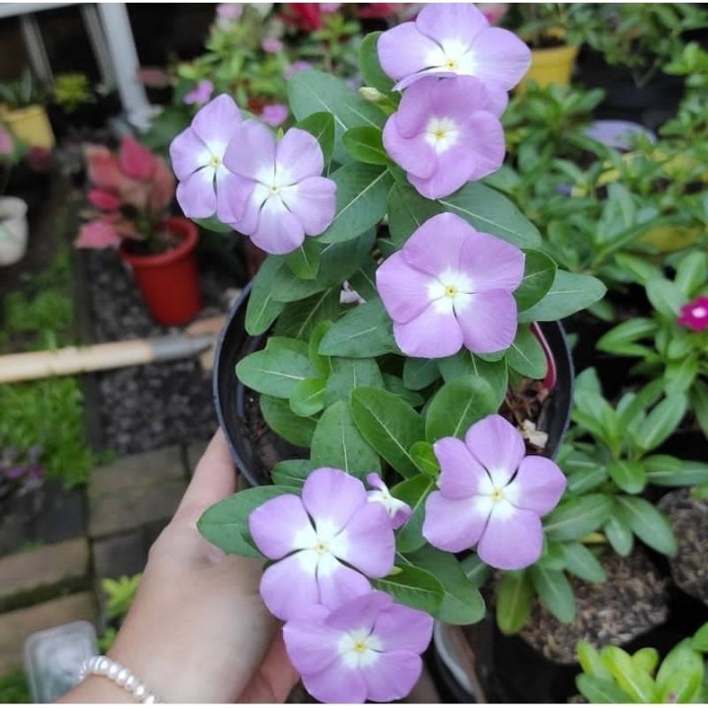 Jual TANAMAN HIAS VINCA HYBRID UNGU PRINCES - TAPAK DARA BUNGA UNGU ...