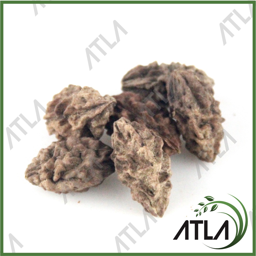 Jual Benih Pohon Jenitri Refill Bibit Tanaman Biji Buah Buahan Genitri ...