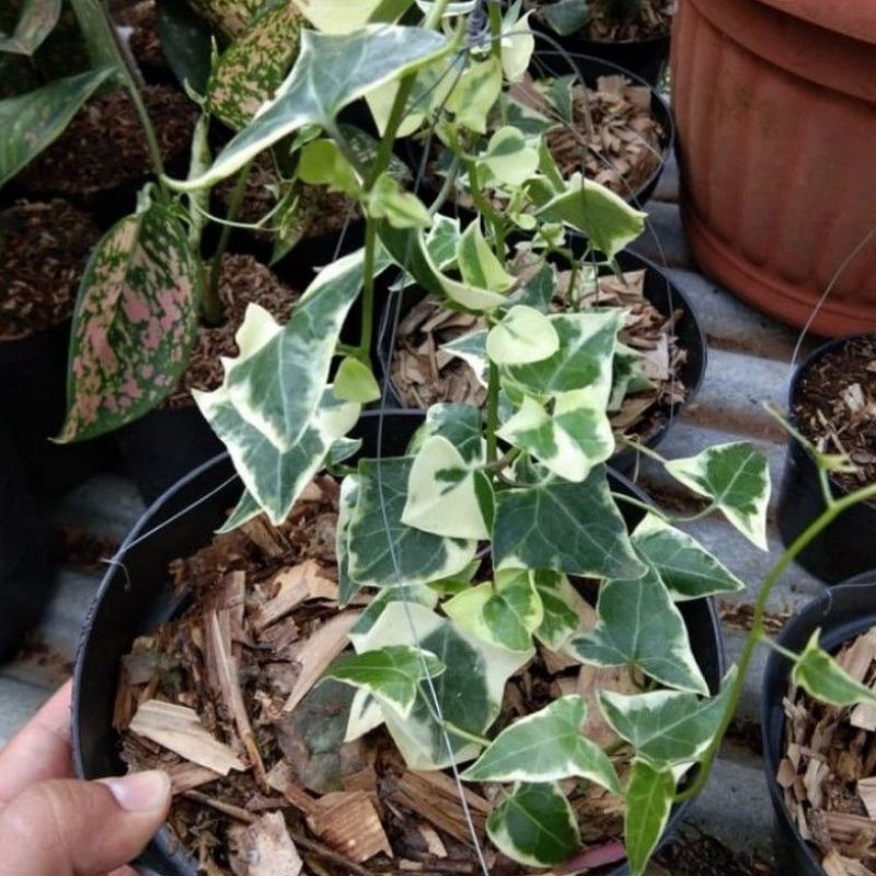 Jual AT ( BISA COD ) TERMURAH Tanaman Hias Gantung Ivy Variegata ...