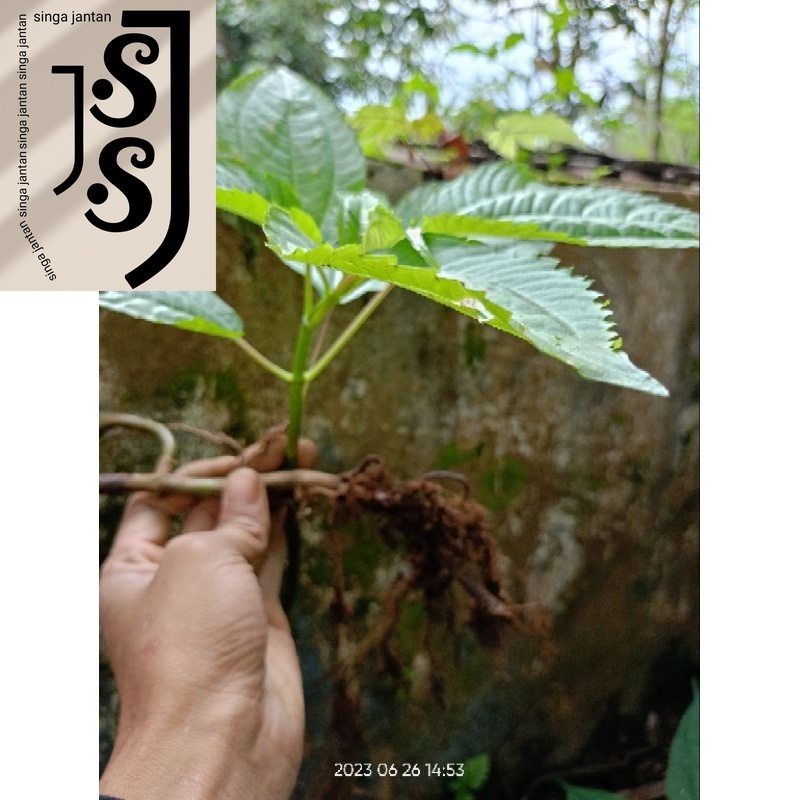 Jual Bibit Pohpohan Lalapan segar Bibit Tanaman sayur herbal | Shopee ...