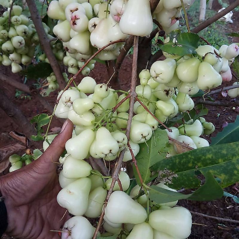 Jual bibit jambu air madu deli putih Best Seller | Shopee Indonesia