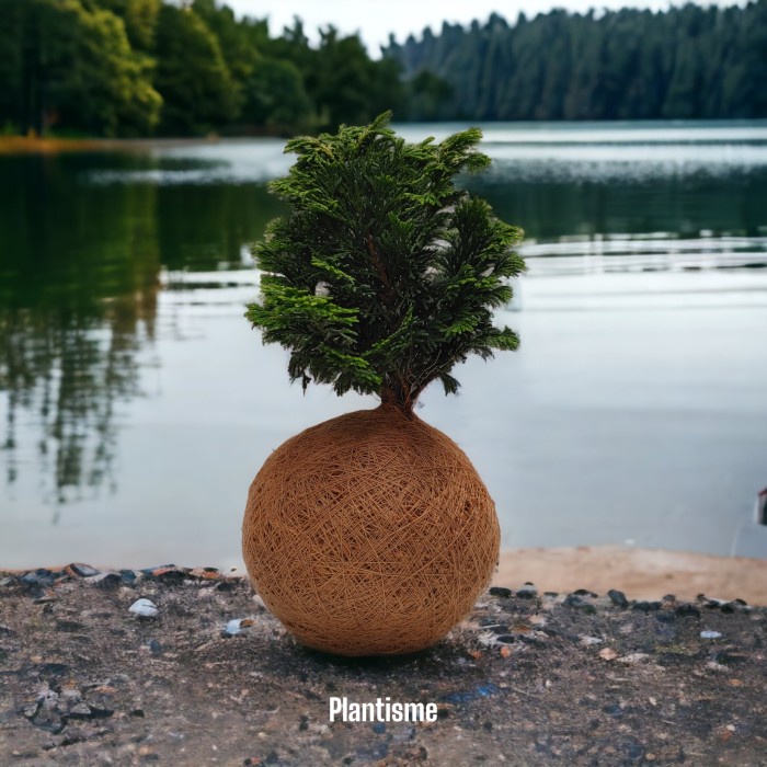 Jual Kokedama - Hinoki Cypress | Chamaecyparis Obtusa Bonsai Cemara ...