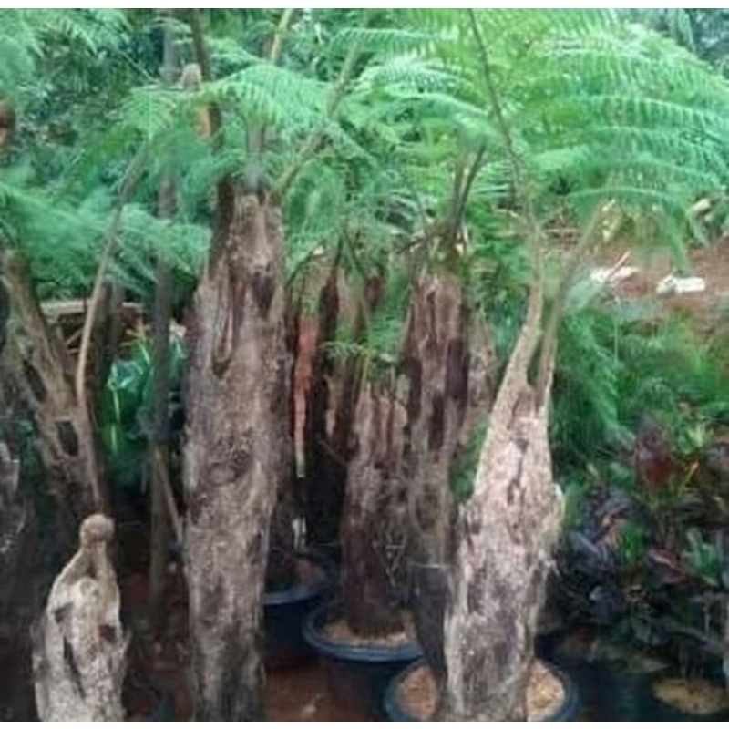 Jual tanaman hias pakis monyet putih - pakis hutan bulu putih | Shopee ...