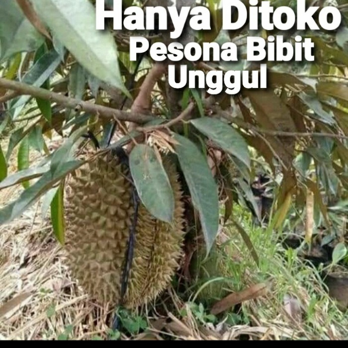 Jual Bibit Durian Tembaga Super | Shopee Indonesia