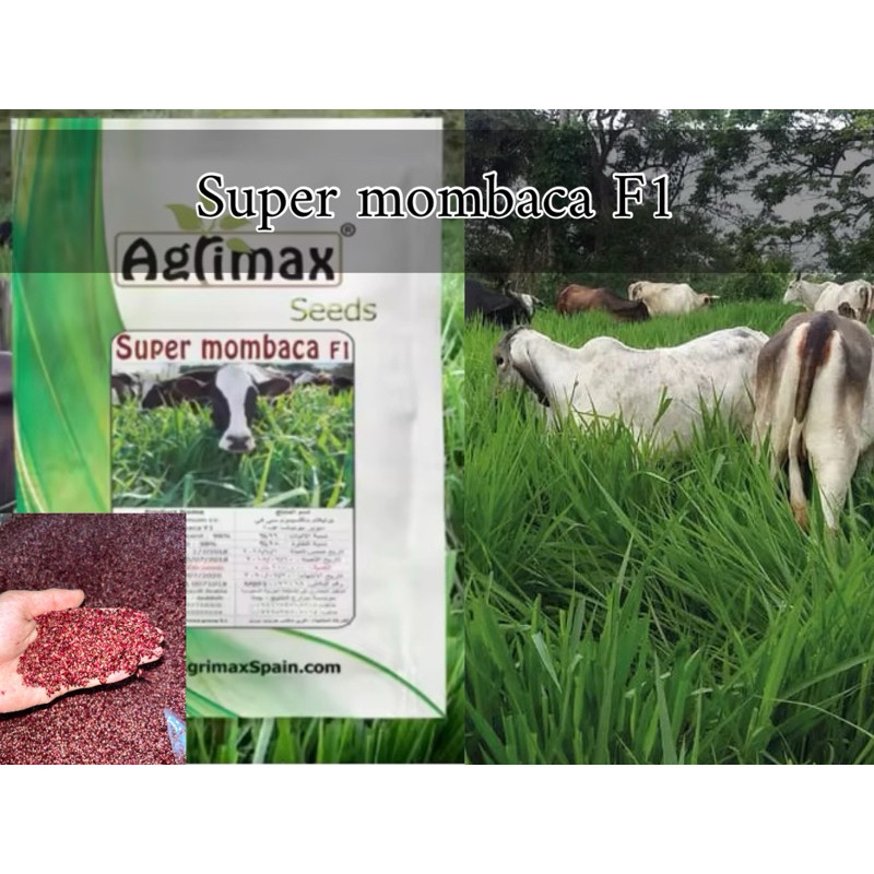 Jual Benih super mombaca F1 2000 biji agrimax spanyol | Shopee Indonesia