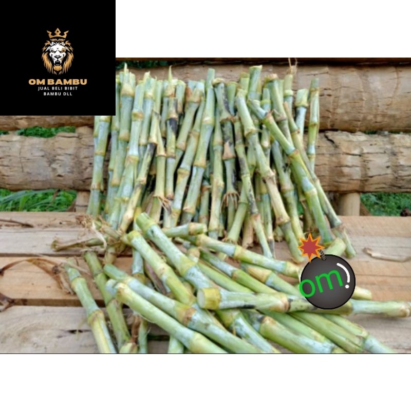 Jual bibit rumput pakcong isi 1kg | Shopee Indonesia