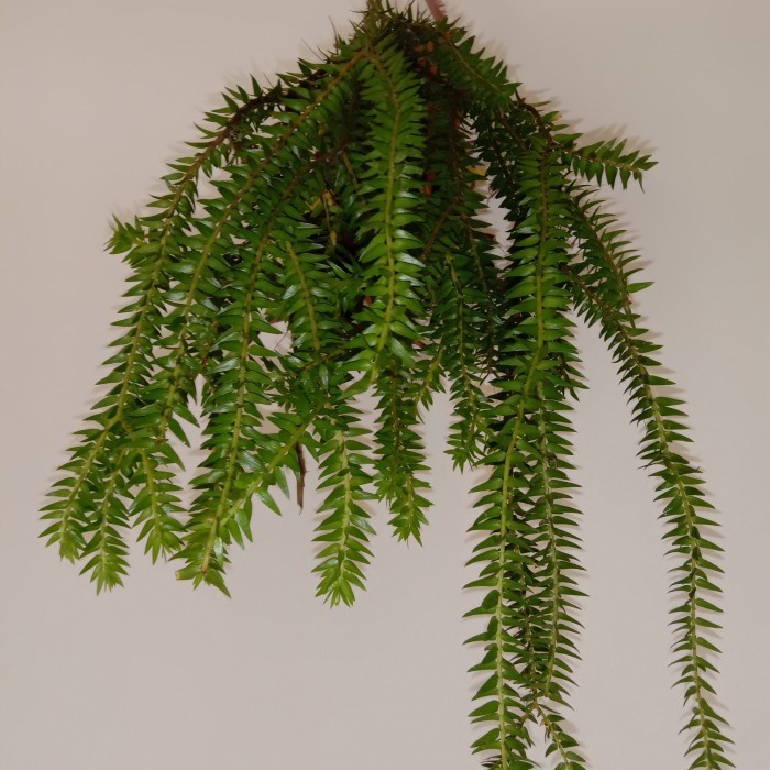 Jual tanaman hias kumpai cucuk per 1 bonggol | Shopee Indonesia