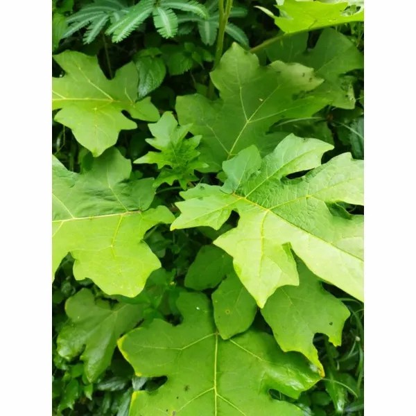 Jual Herbal Jantung Berdebar -DAUN TAKOKAK SEGAR - Tekokak (solanum ...