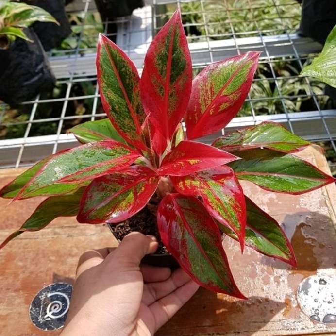 Jual AT ( BISA COD ) PROMO! Tanaman Hias Aglonema Lipstik Merah / Bunga ...