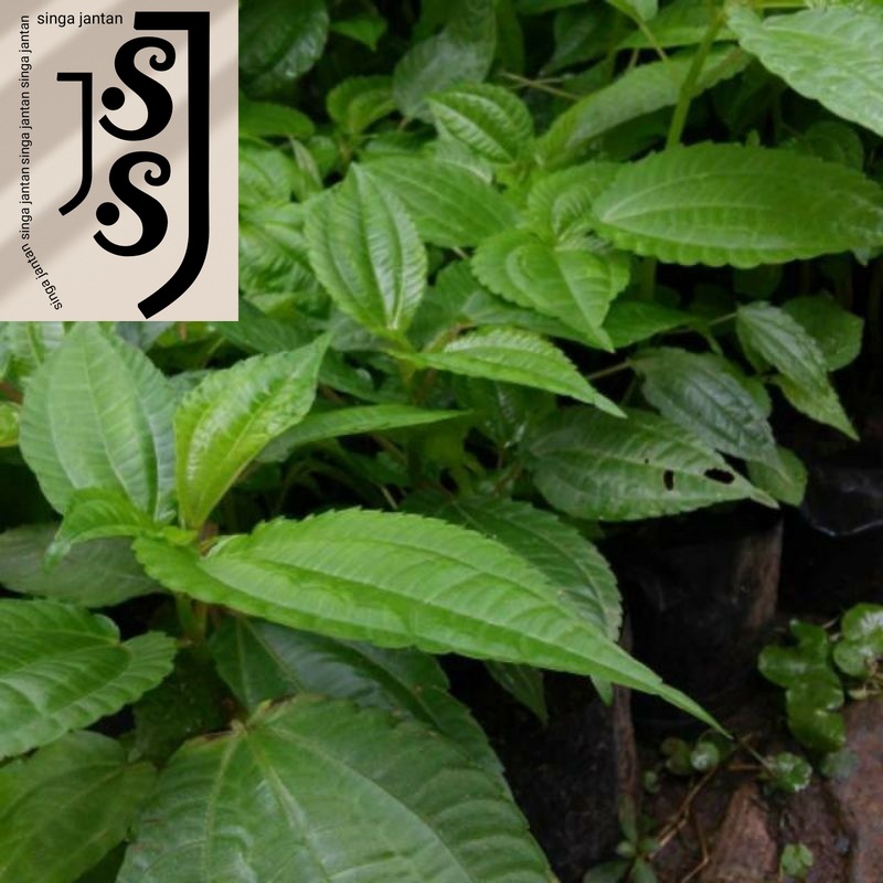 Jual Bibit Pohpohan lalapan segar sayuran segar Bibit Tanaman Poh pohan ...