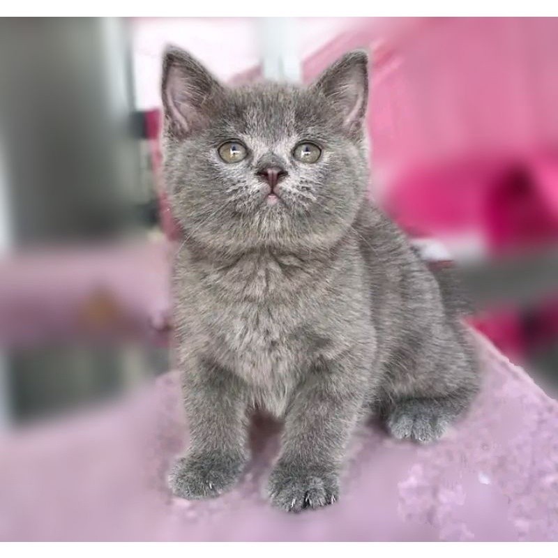 Jual (RAS BRITISH BSH SCOOTISH STRAIGHT) KUCING KITTEN PERSIA MEDIUM ...