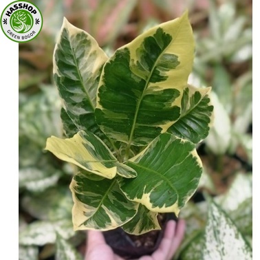 Jual Promo!! Bisa COD PROMO TANAMAN HIAS BUNGA PURING SUSU | Shopee ...