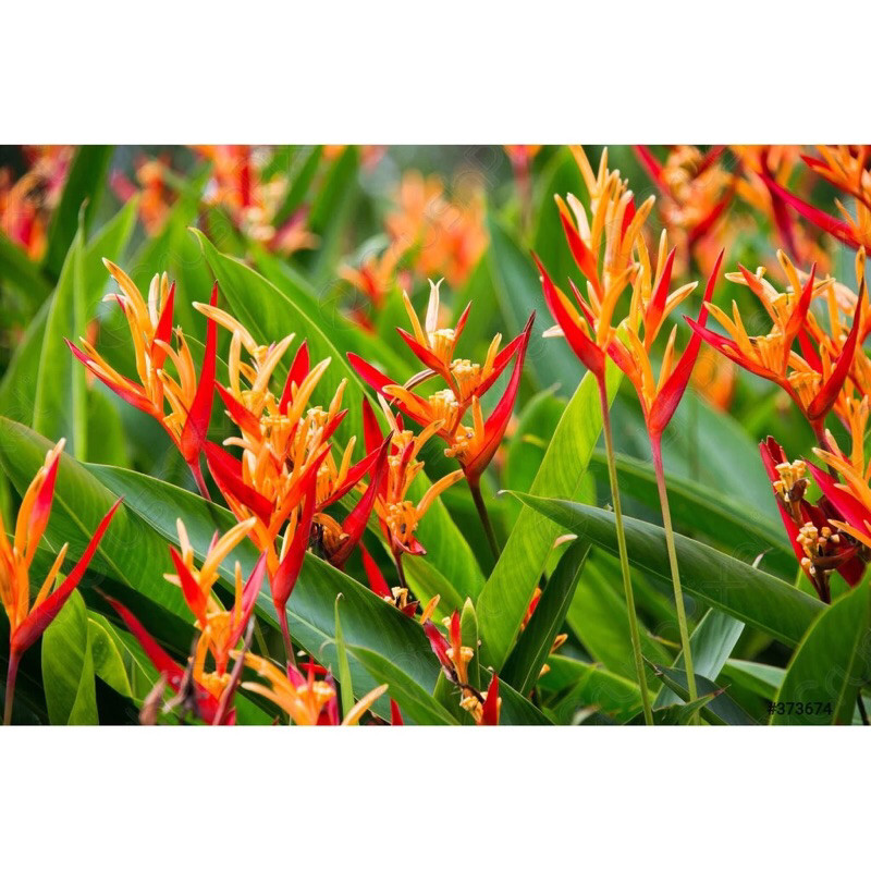Jual Tanaman Hias Bunga Pisang-pisangan / Heliconia | Bunga Unik, Cocok ...