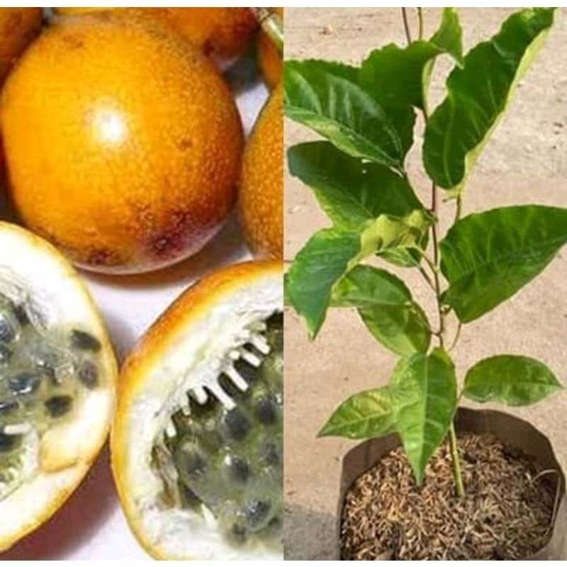 Jual Promo COD Bibit pohon buah markisa - bibit markisa (Reungit Geulis) | Shopee Indonesia
