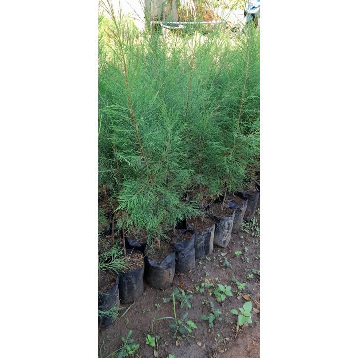 Jual Pinus Perindang bibit pinus perindang murah | Shopee Indonesia