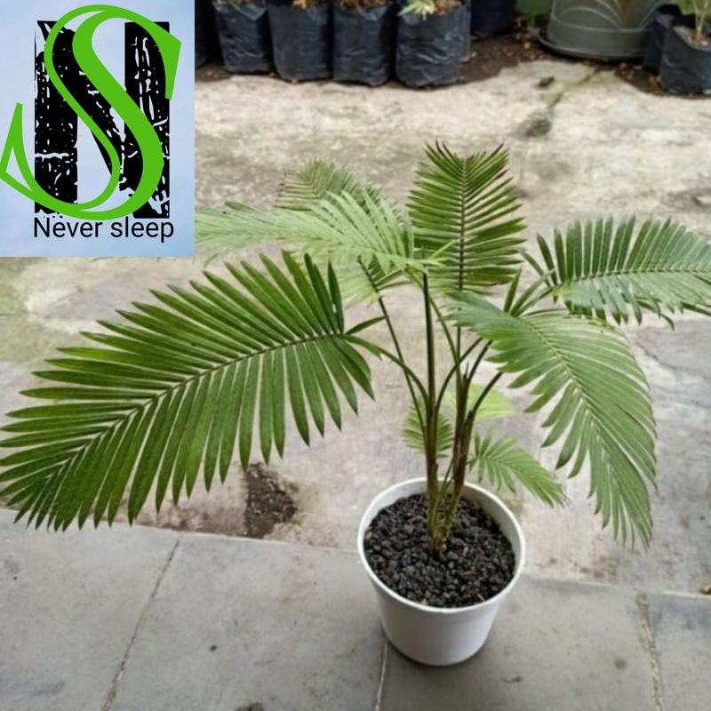 Jual Bibit Palem Rotan paris mini Jernang Tanaman Hias | Shopee Indonesia