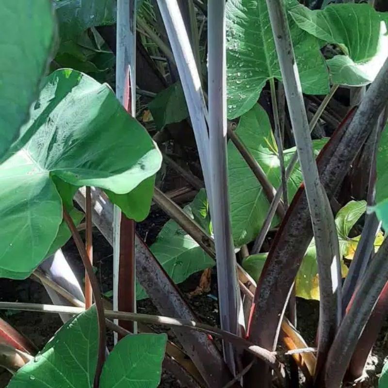 Jual COD lompong sayur/talas hitam talas sayuran makanan/menu makanan ...