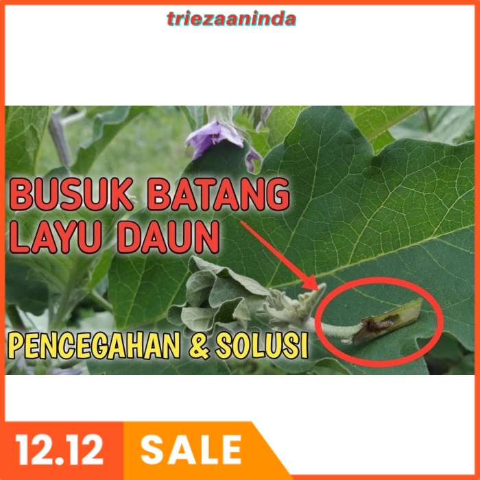 Jual Bio Fungisida Organik Trichoderma Biotek 1000 Gram, Pupuk ... Jual Bio Fungisida Organik Trichoderma Biotek 1000 Gram, Pupuk ...