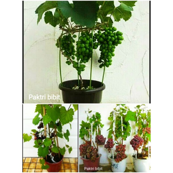 Jual Bibit Anggur Satu Paket Berisi 3 Bibit Anggur (3 Jenis Anggur ...