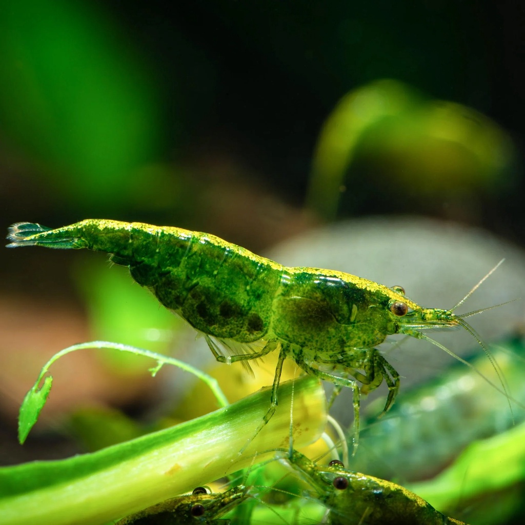 Jual Udang Hias Hijau Aquascape Green Jade Neocaridina Terbaru | Shopee ...