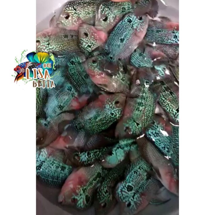 Jual hiasan aquarium Ikan Louhan lohan SRD SRM Ukuran 7 8 cm atau 2 ...