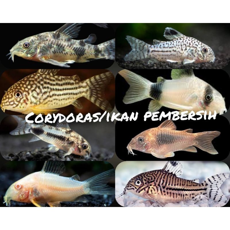 Jual Pembersih corydoras (aneka corydoras) STARBAI ALBINO PIGMI PANDA ...