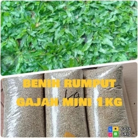 Jual Benih Biji Rumput Gajah Mini - Bibit Rumput gajah mini 1Kg biji ...