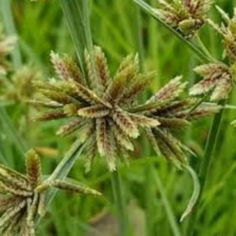 Jual Promo COD rumput teki segar per 250grm bisa di tanam untuk herbal ...