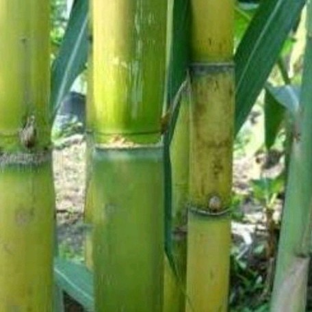 Jual Promo 4 stek tebu hijau segar fresh ukuran 25 cm,bisa di jadikan ...