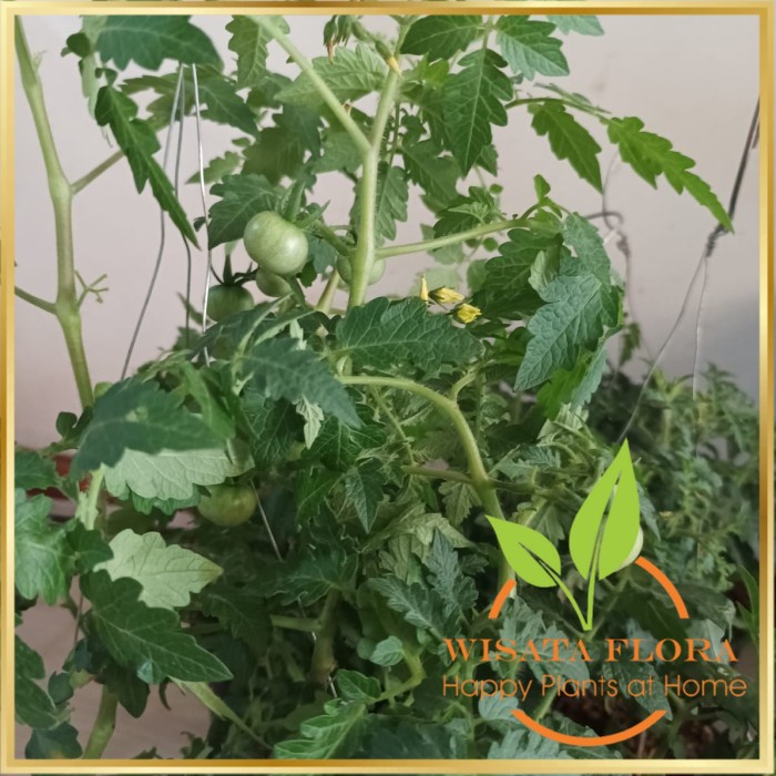 Jual pohon tomat cherry sudah berbunga berbuah // Tanaman buah tomat ...