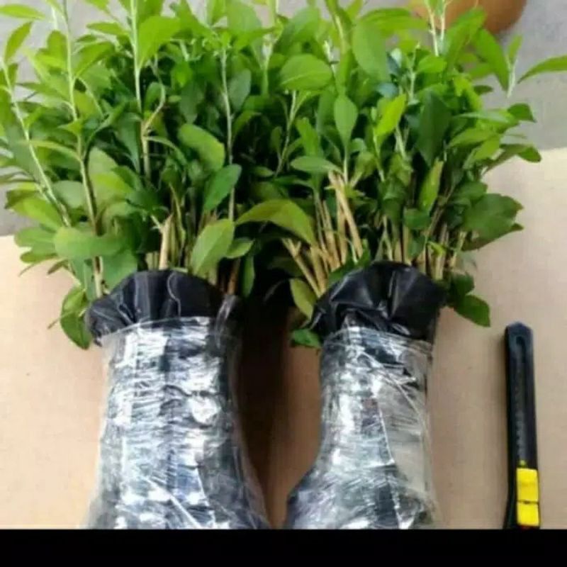 Jual PROMO!!! PAKET 50 BATANG Tanaman Hias Lee Kwan yew//Tanaman Li ...