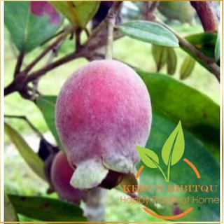 Jual Buah Karamunting Terlengkap & Harga Terbaru Februari 2026 | Shopee ...