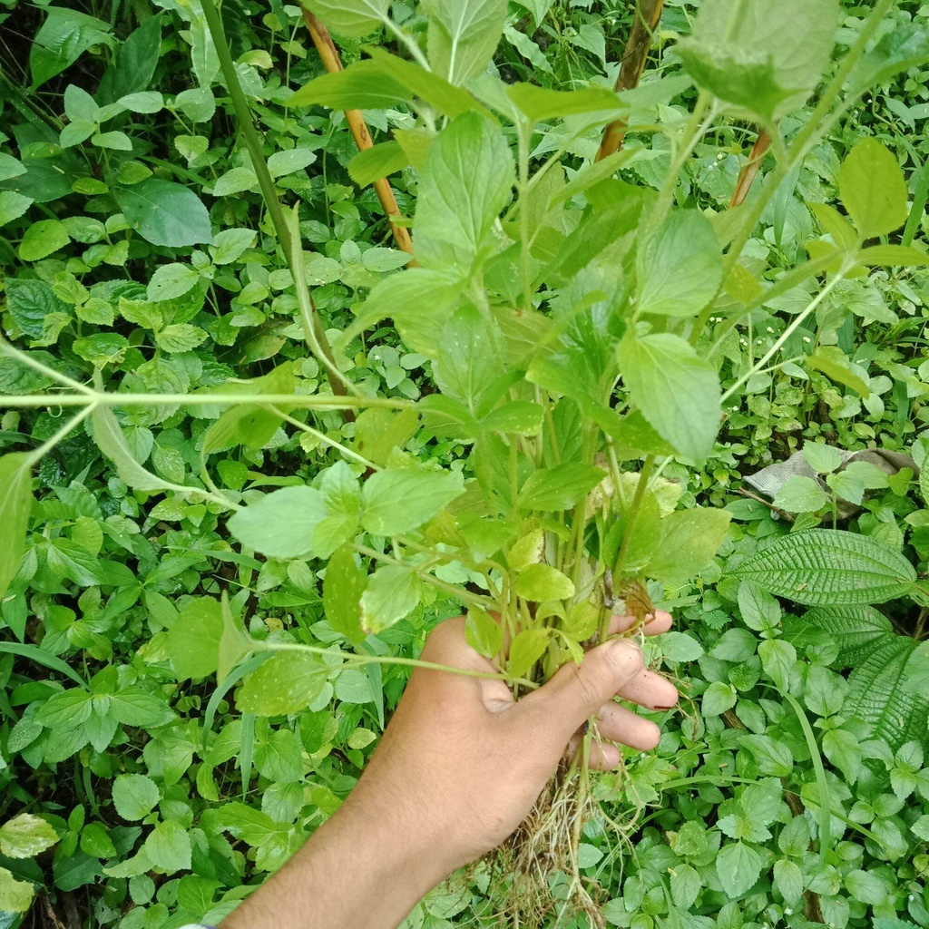 Jual Bibit daun bandotan/bibit obat herbal daun bandotan /daun ... Jual Bibit daun bandotan/bibit obat herbal daun bandotan /daun ...