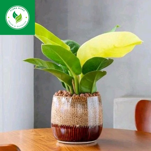 Jual ~ ( BISA COD ) Tanaman Hias Philo Lemon Moonlight Dewasa Besar ...